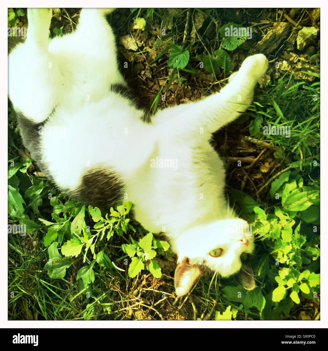 A handsome cat happy out of doors Stock Photo - Alamy