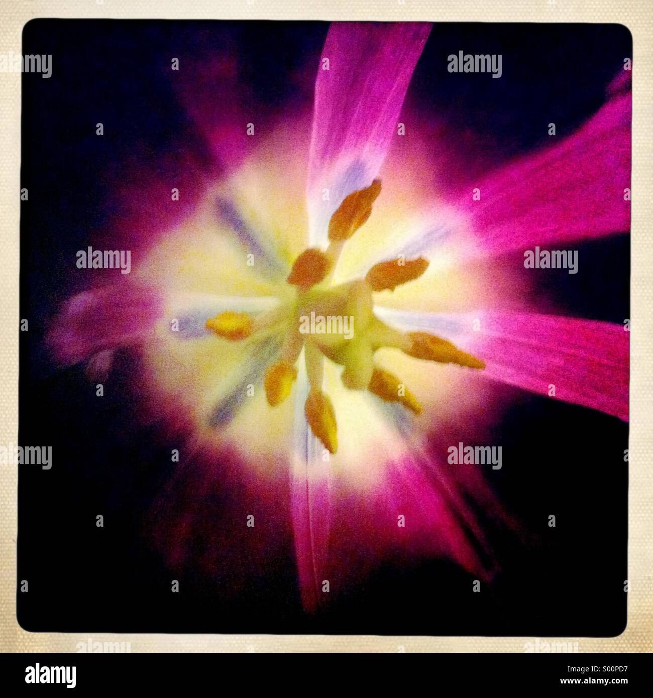 Inside a flower hi-res stock photography and images - Alamy