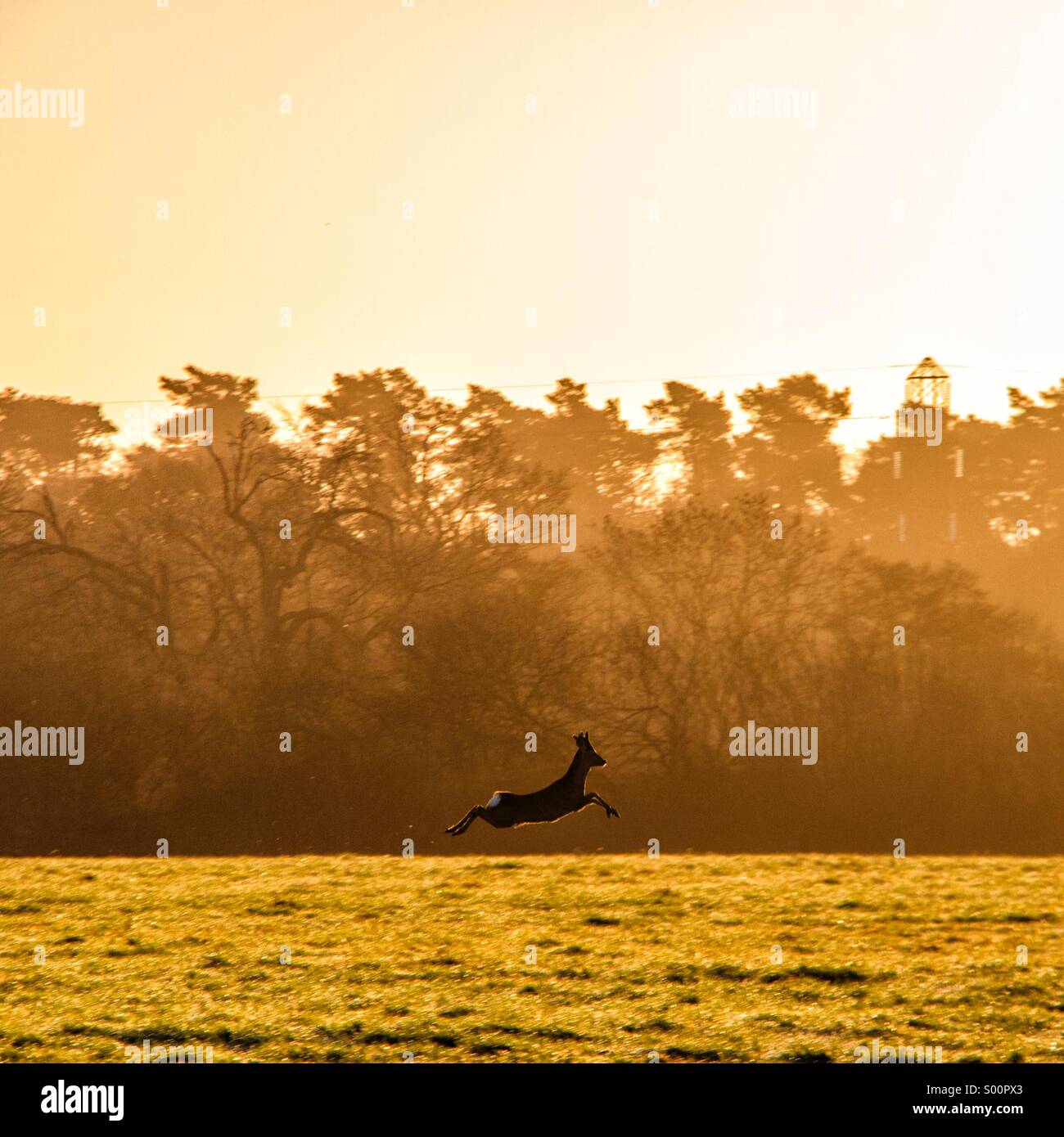 Running deer hi-res stock photography and images - Alamy