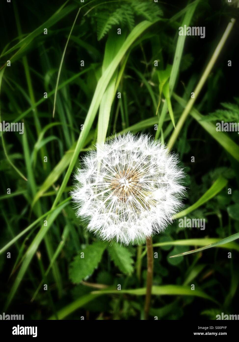 The dandelion hi-res stock photography and images - Alamy