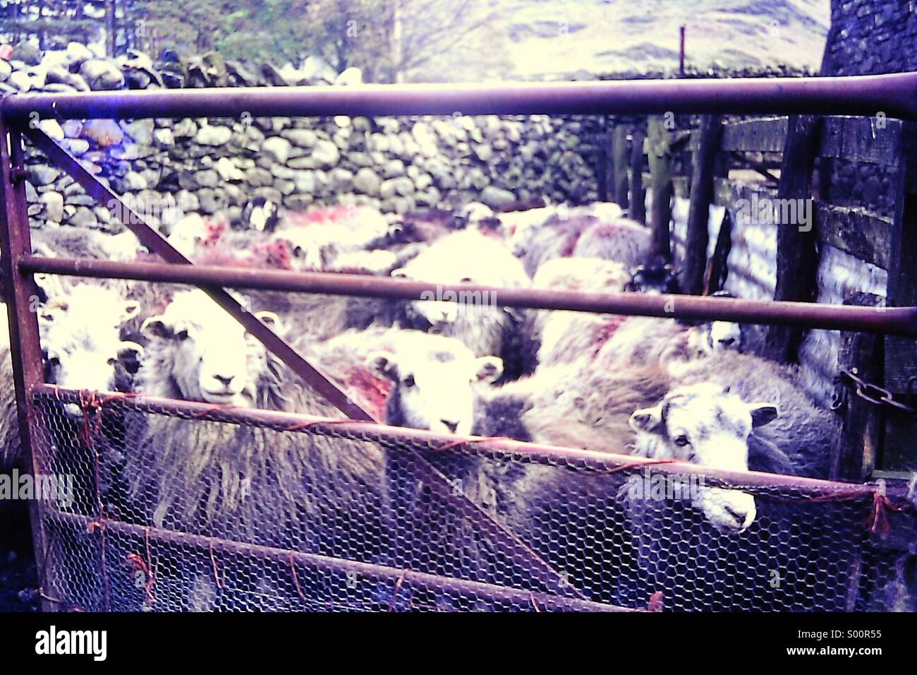 Farm animals pens hi-res stock photography and images - Alamy