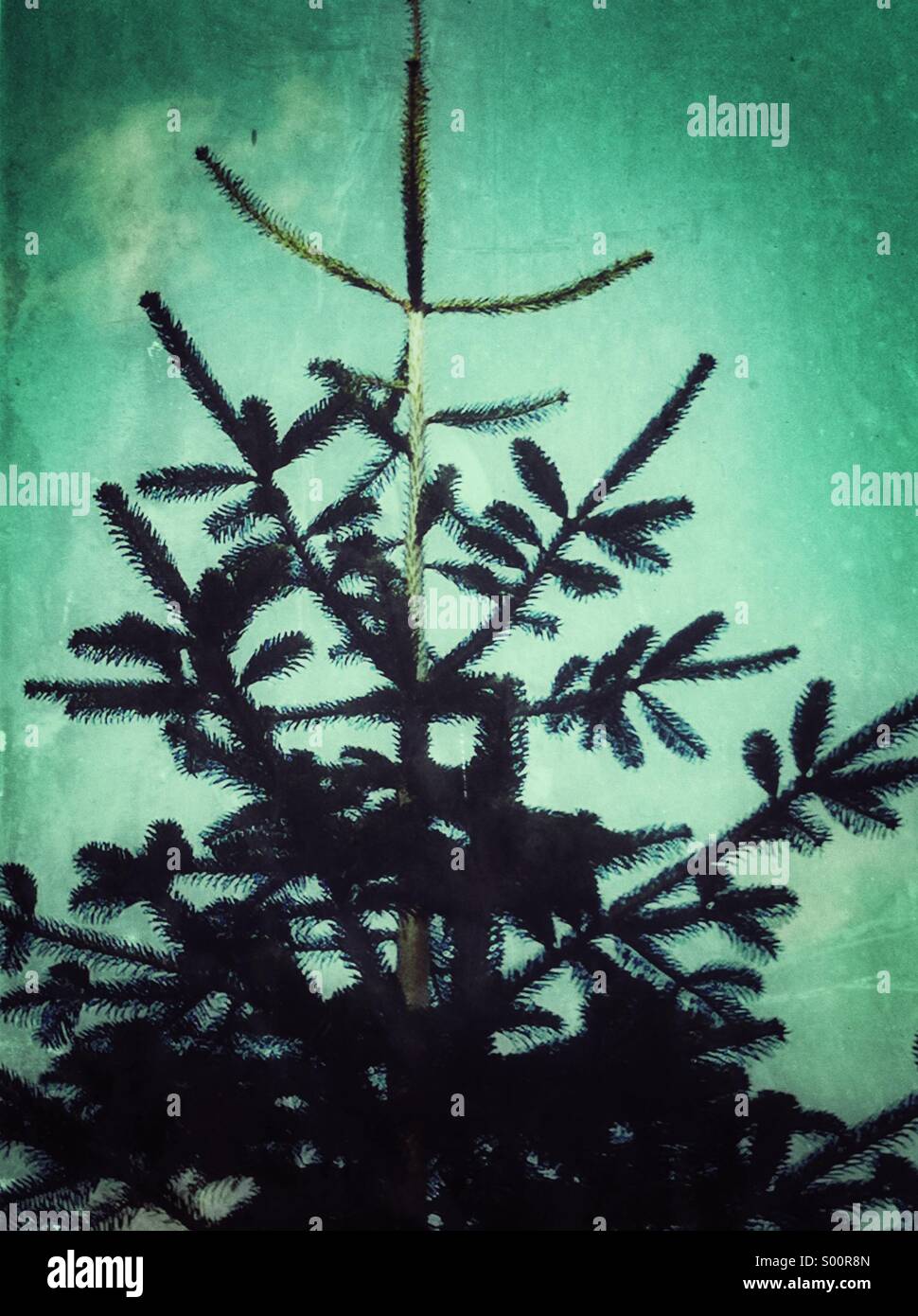 Alpine tree hi-res stock photography and images - Alamy