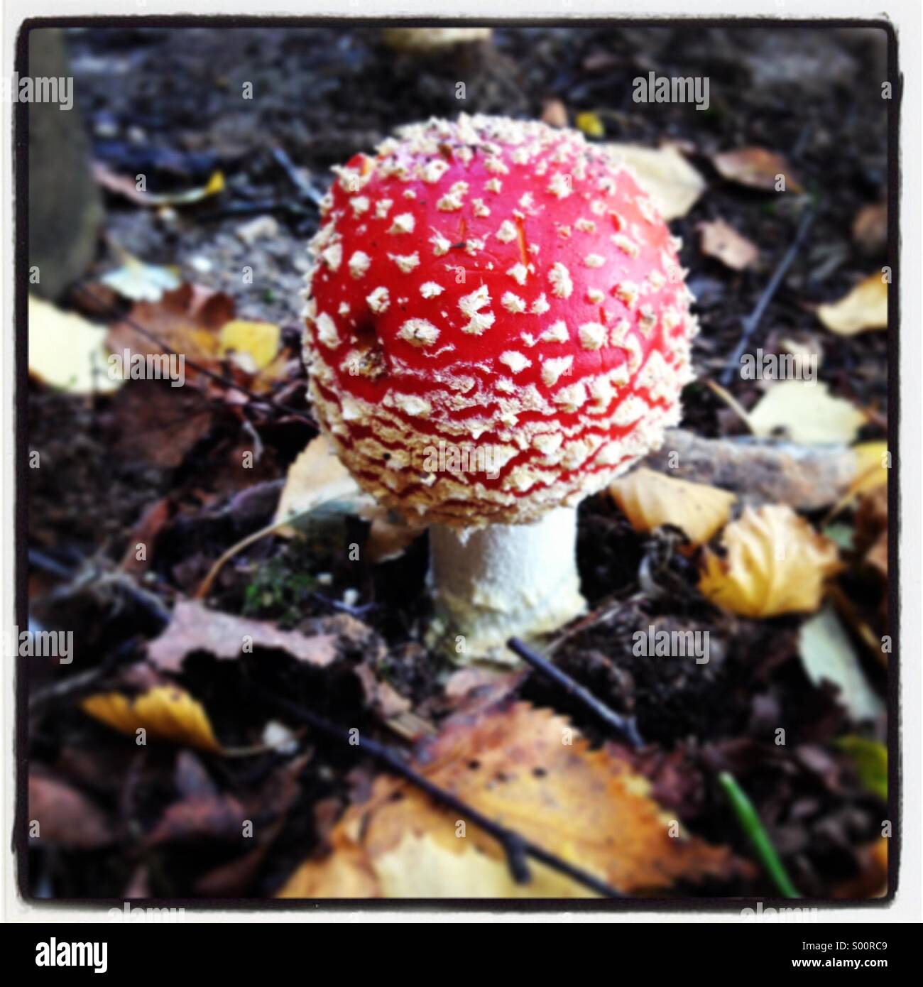 Colourful fungi hi-res stock photography and images - Alamy