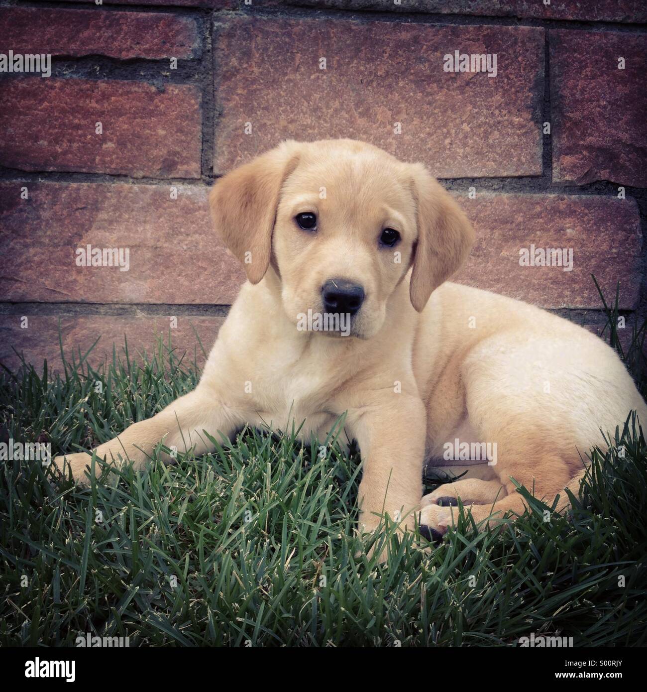 Yellow Lab Puppy High Resolution Stock Photography and Images - Alamy