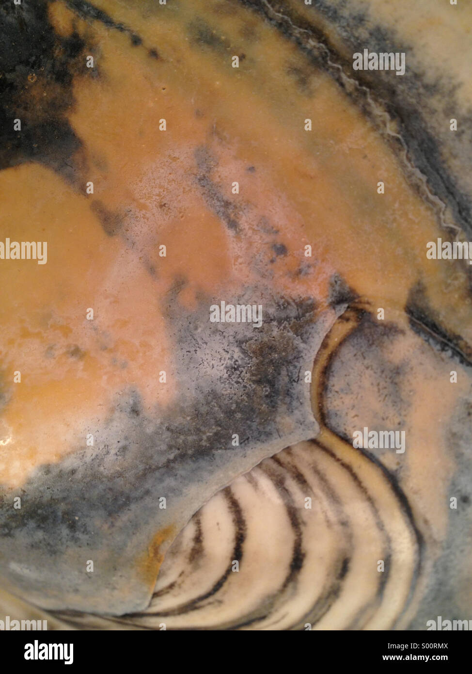 Inner shell hi-res stock photography and images - Alamy