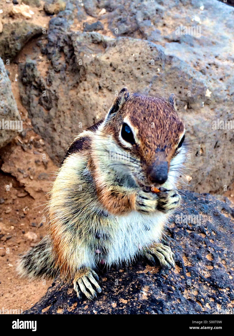 Chipmunk eating a nut Stock Photo - Alamy