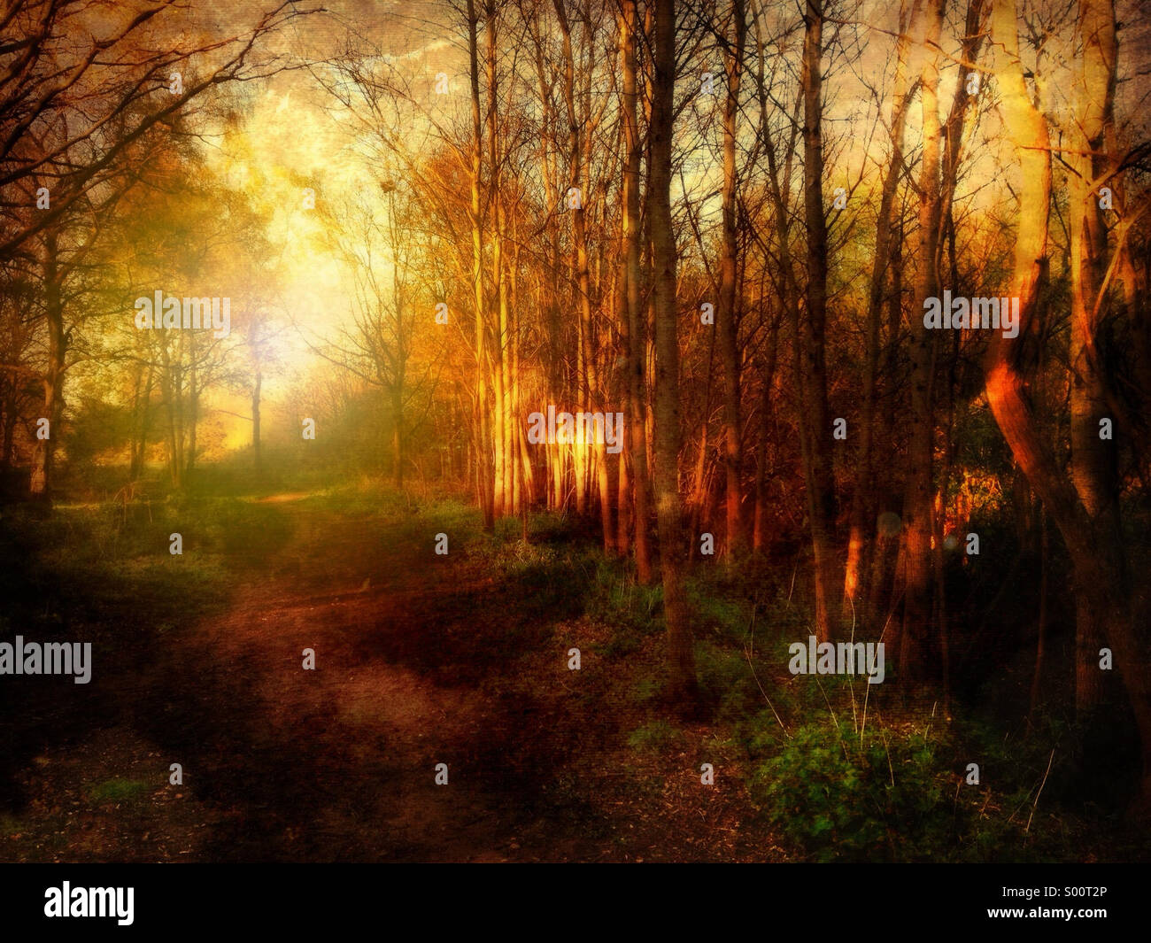 Sun into tree hi-res stock photography and images - Alamy