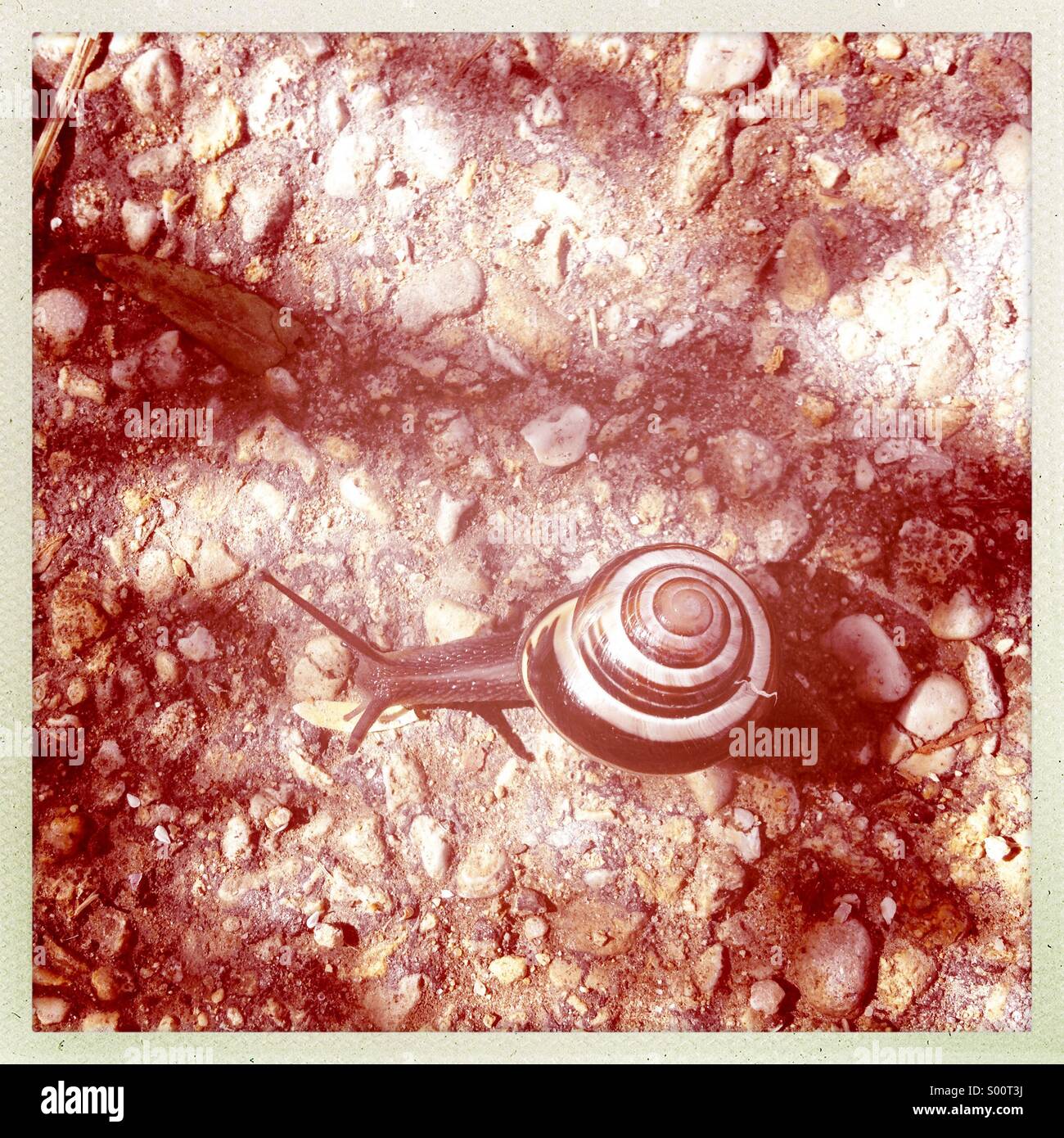 Animal path hi-res stock photography and images - Alamy