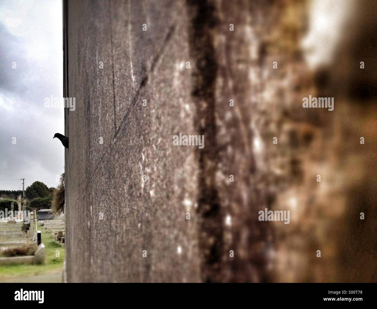Peekaboo bird hi-res stock photography and images - Alamy