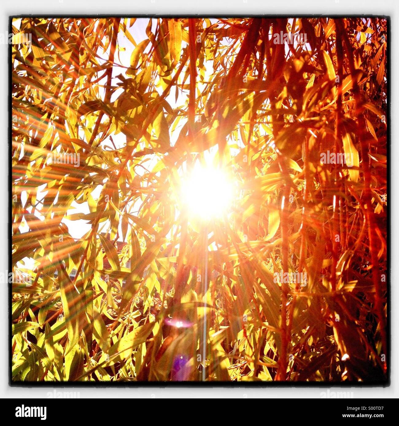 Sun shining through a willow tree Stock Photo - Alamy