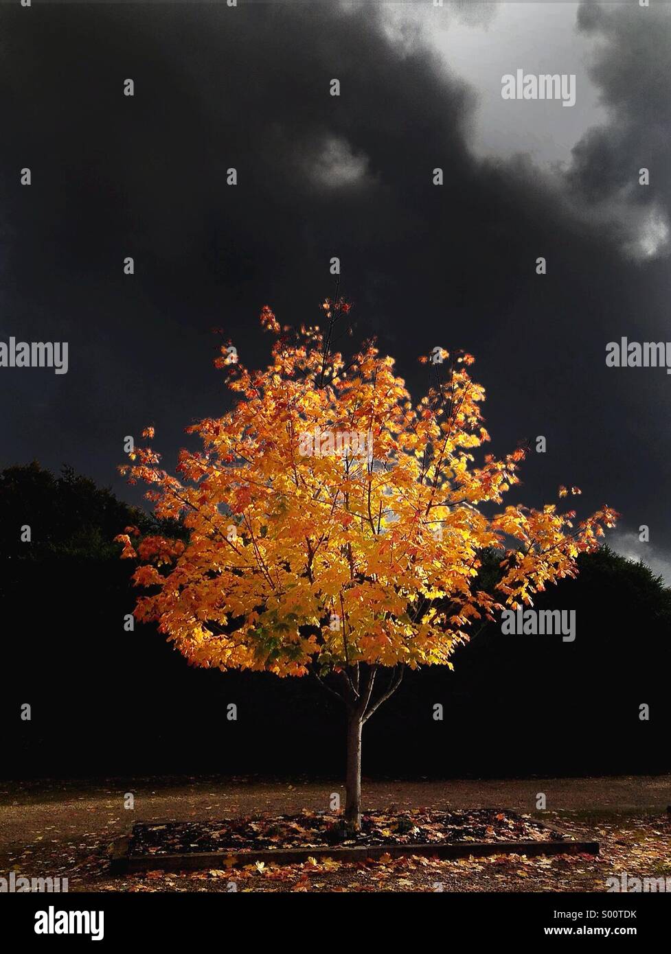 Tree blaze hi-res stock photography and images - Alamy