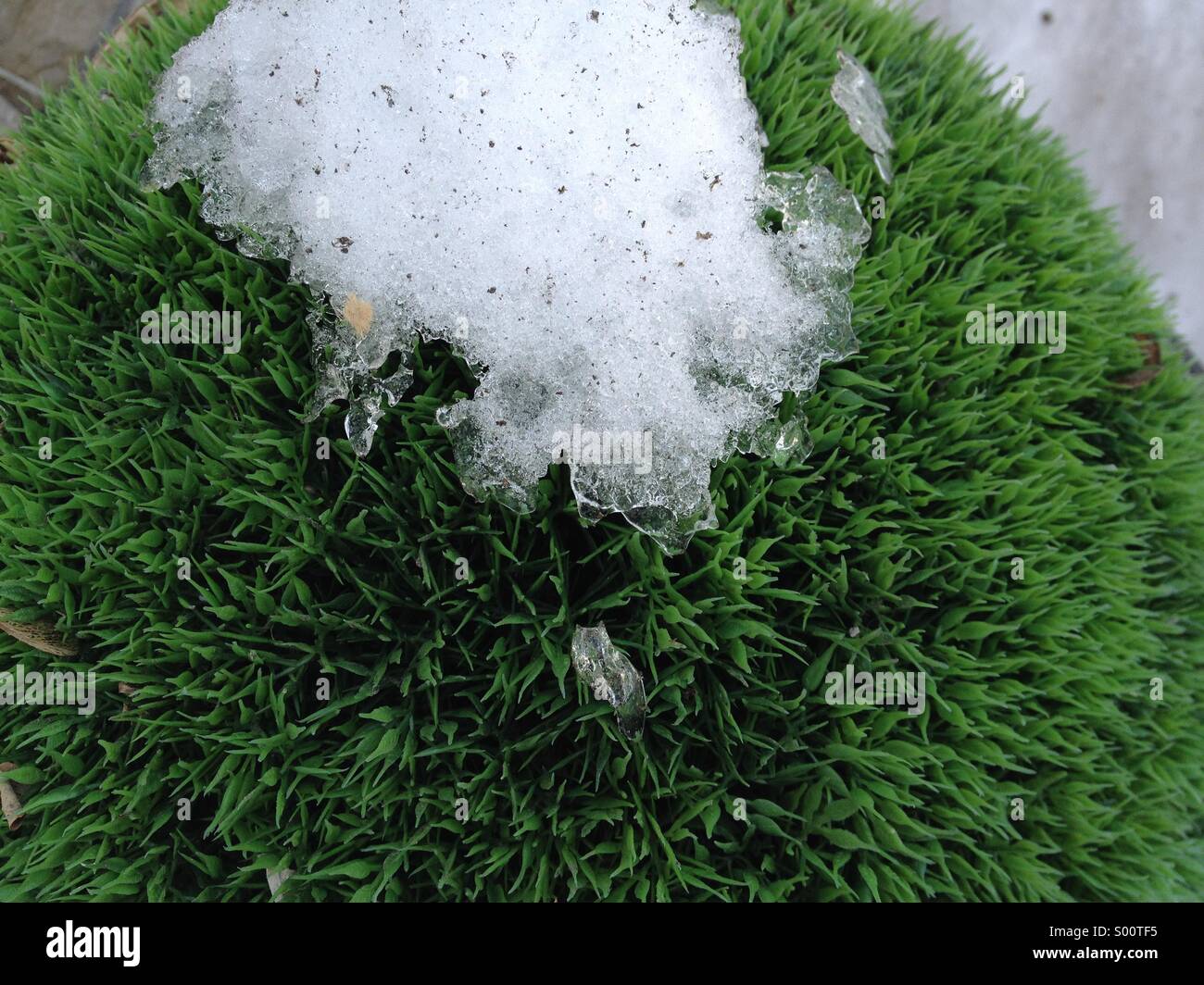 Snow and green Stock Photo - Alamy