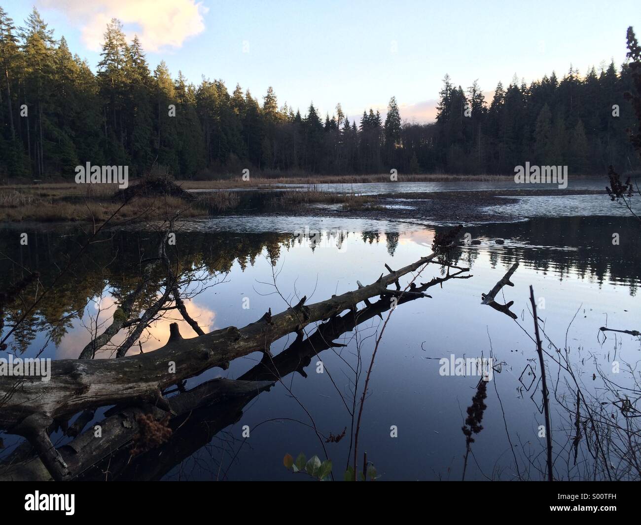 Beaver lake stanley park vancouver hi-res stock photography and images ...