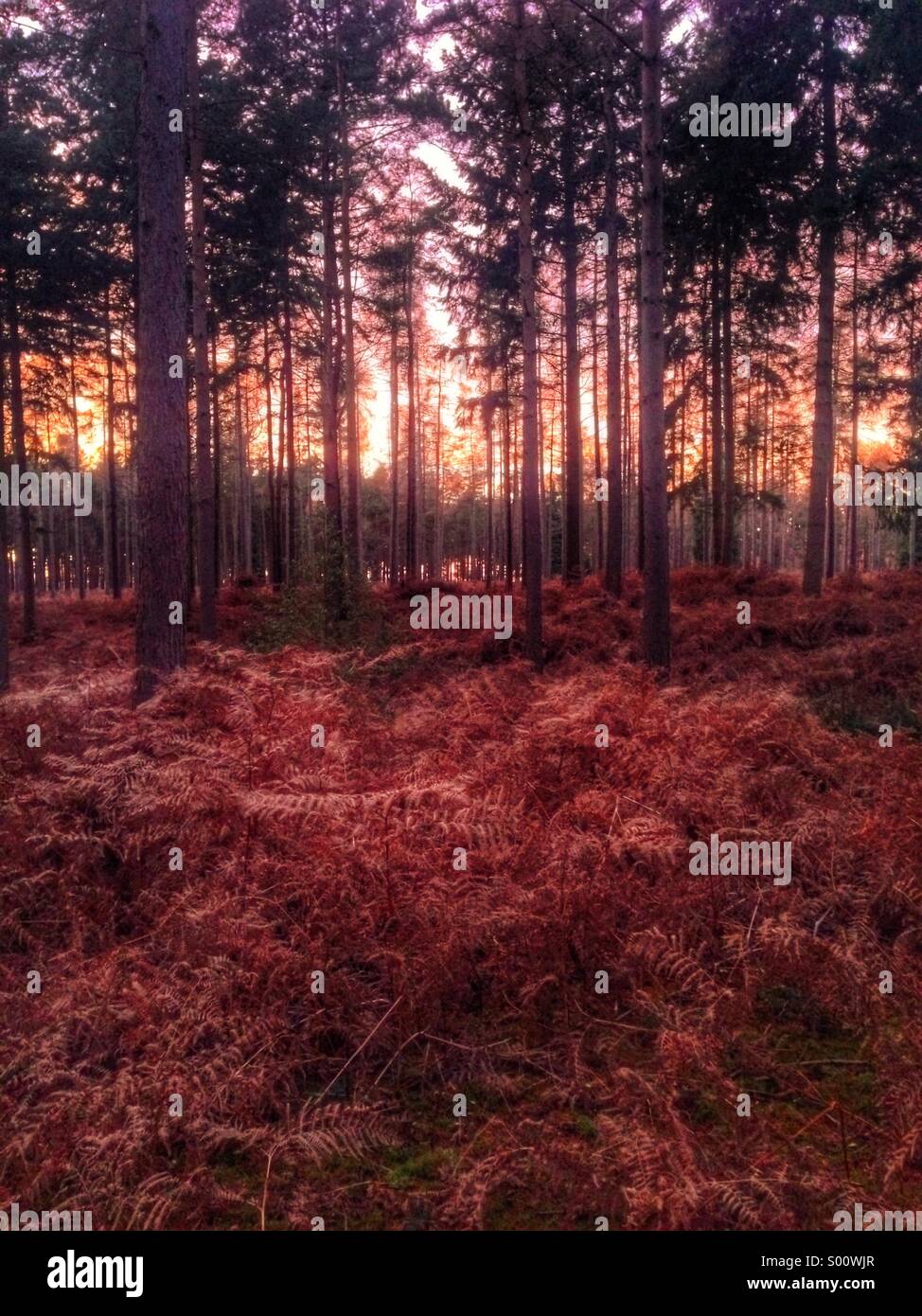 Sundown forest hi-res stock photography and images - Alamy