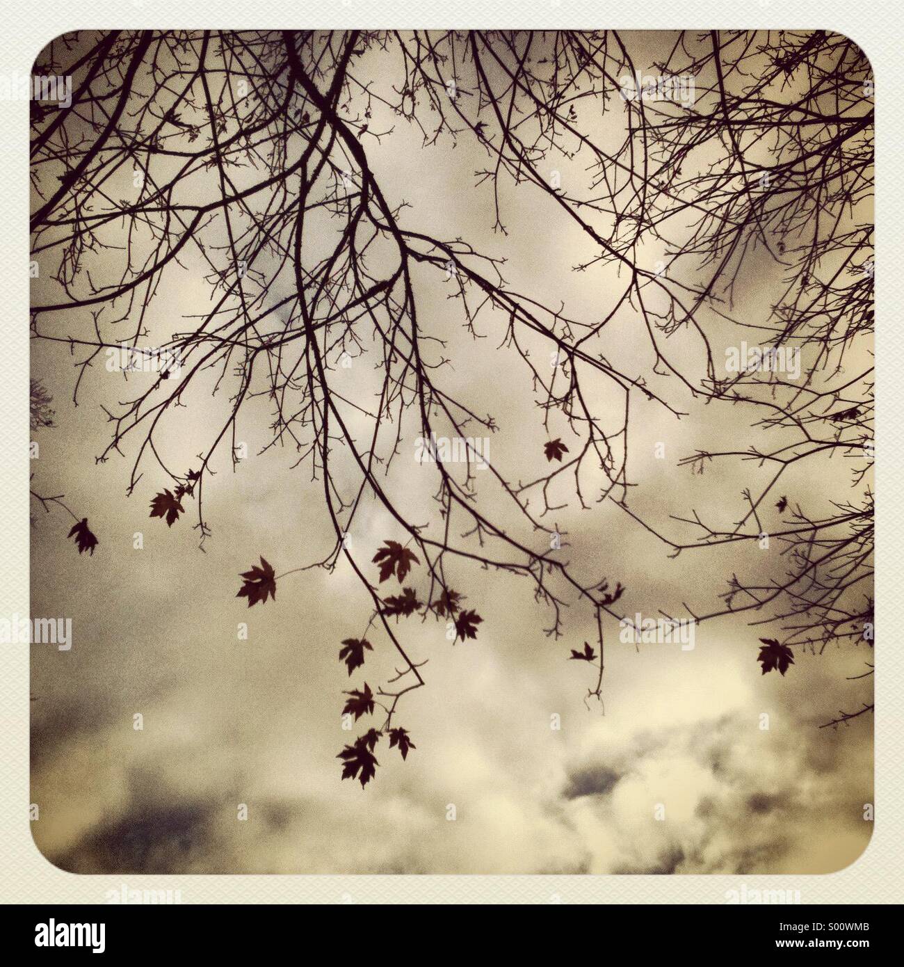 Few leaves hi-res stock photography and images - Alamy