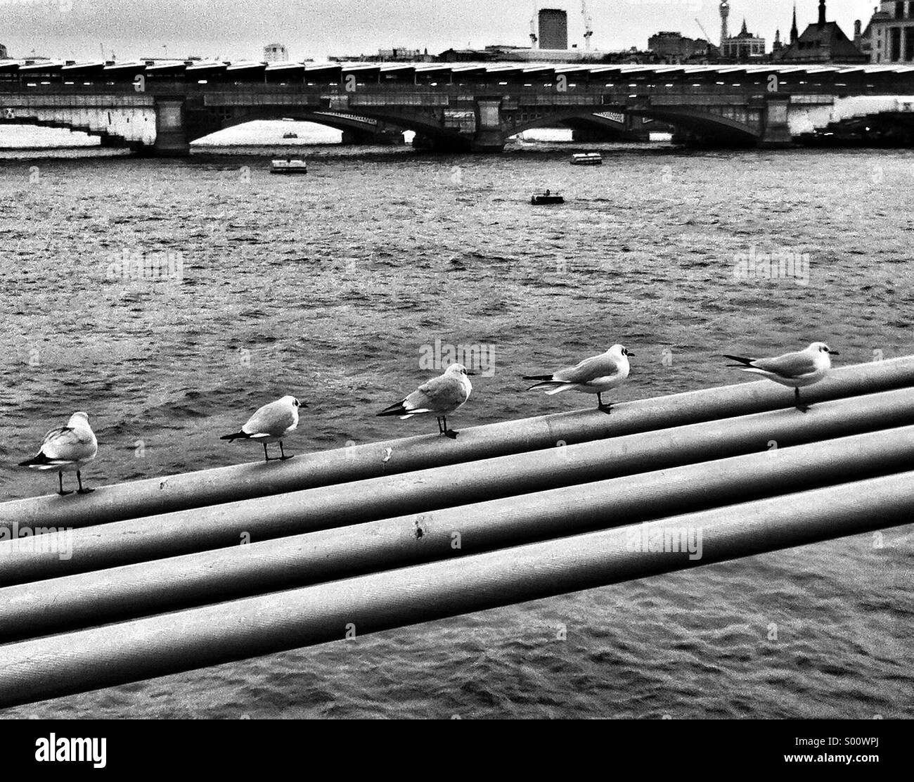 Birds on a bridge Stock Photo - Alamy
