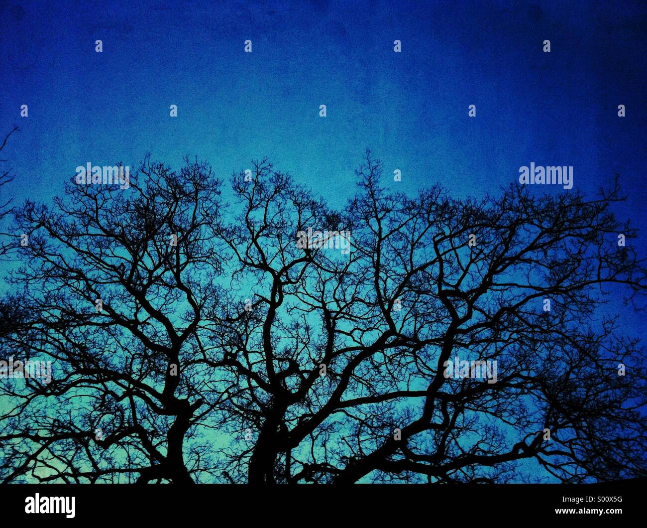 Texture branches hi-res stock photography and images - Alamy