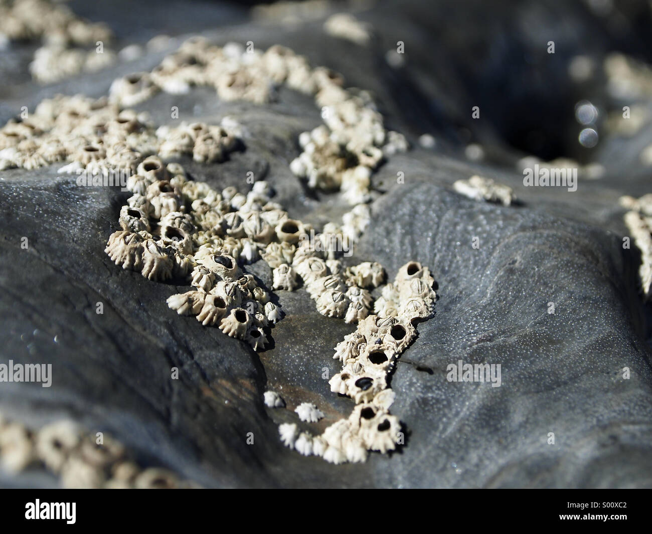 Blue grey rock hi-res stock photography and images - Alamy