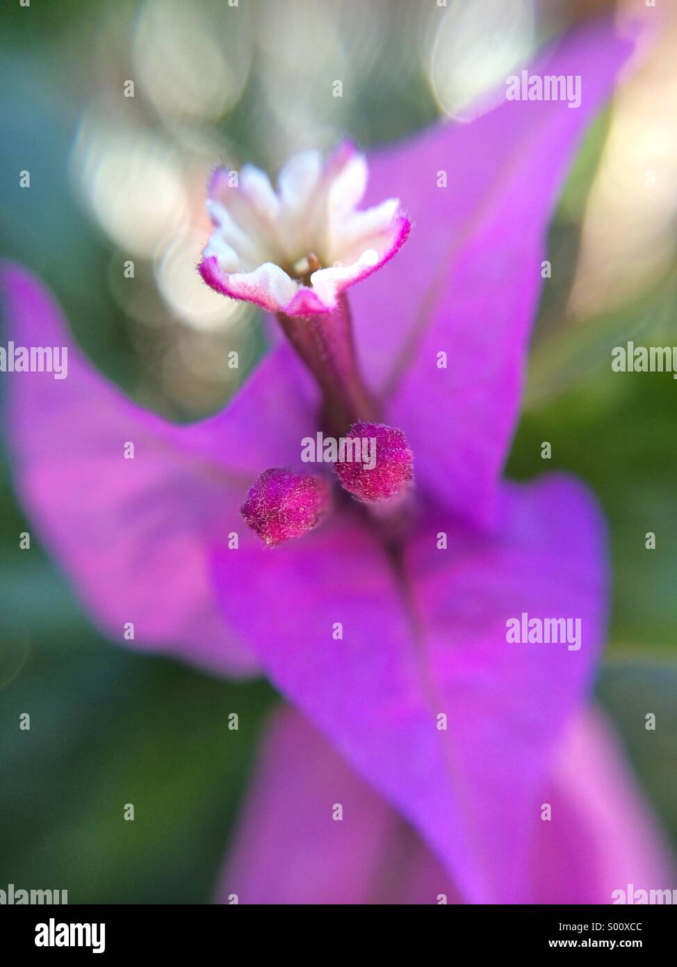 Close up of a Bougainville flower Stock Photo - Alamy