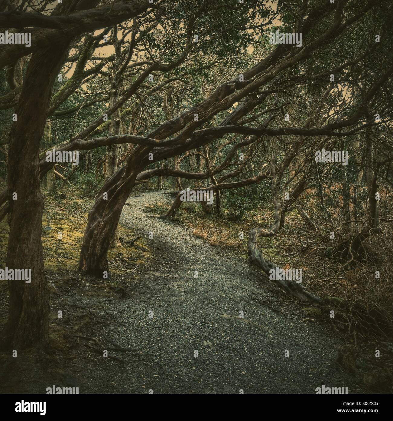 Path of Trees Stock Photo - Alamy