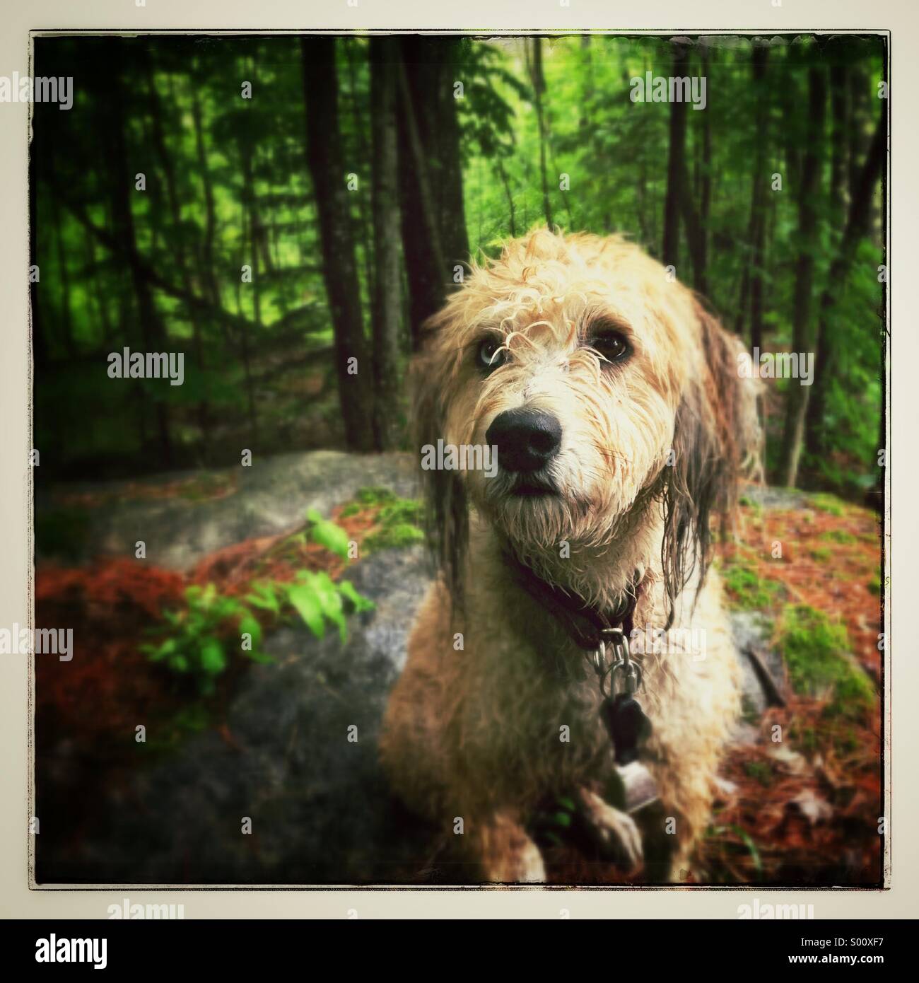 Swamp puppy hi-res stock photography and images - Alamy