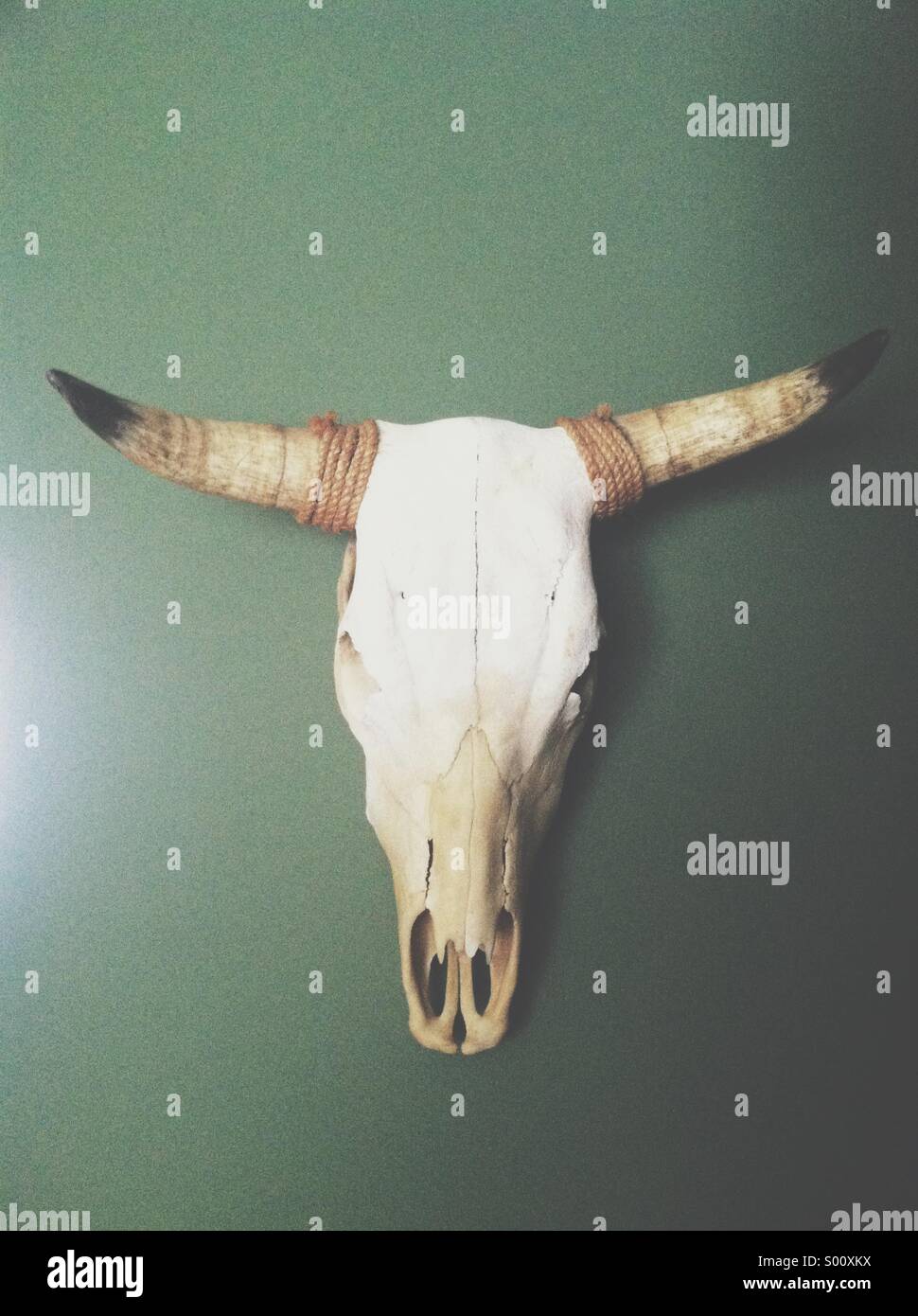 Cow Skull Stock Photos & Cow Skull Stock Images - Alamy