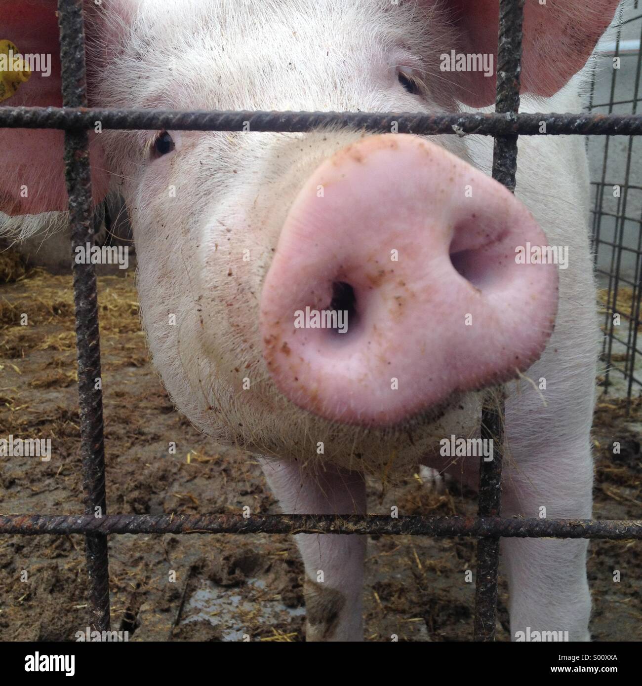 Pig nose hi-res stock photography and images - Alamy