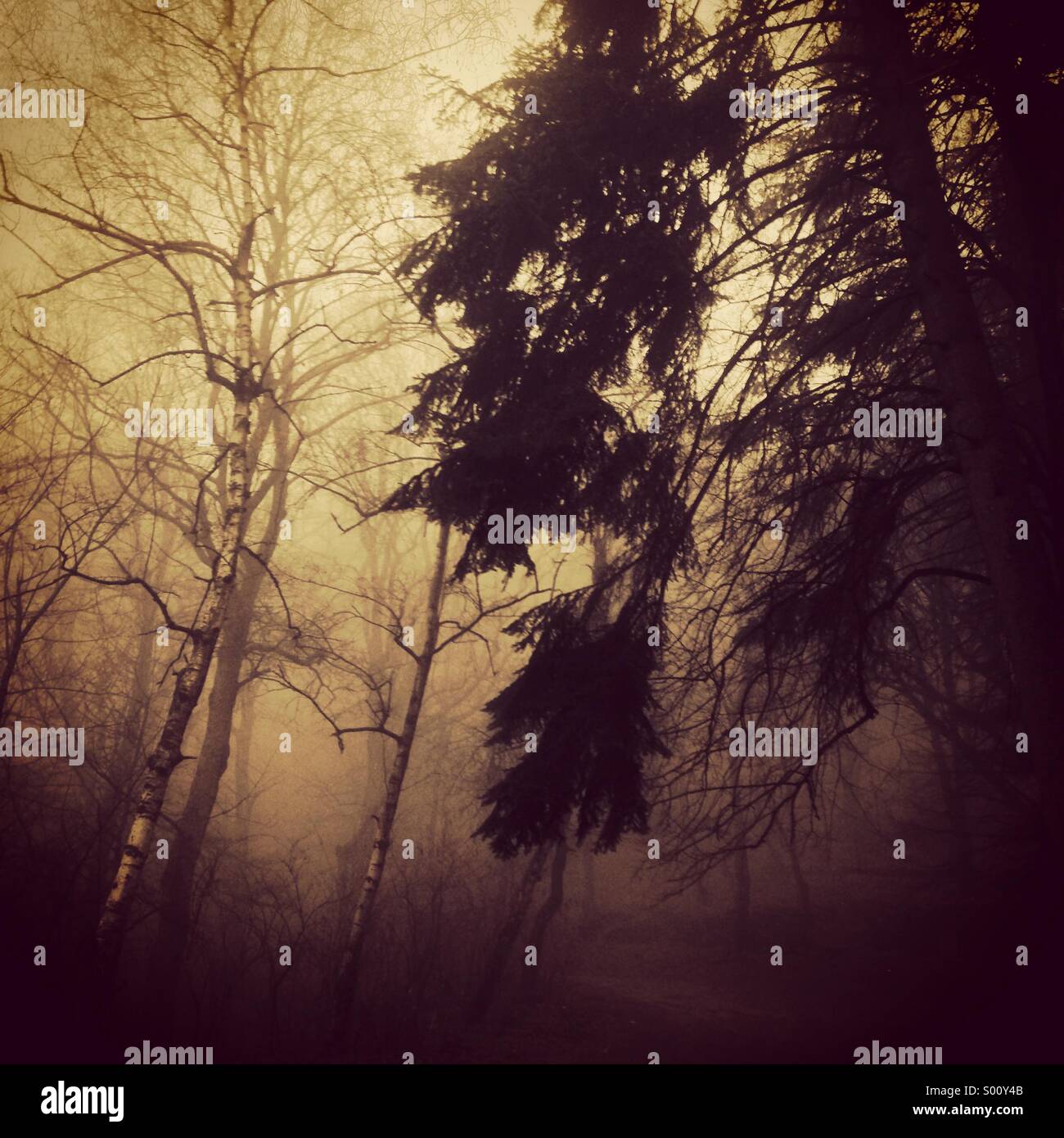 Trees and shades hi-res stock photography and images - Alamy