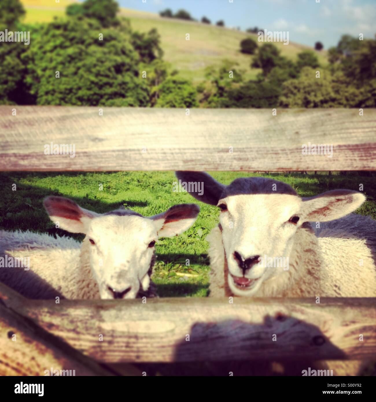 Sheep at fence hi-res stock photography and images - Alamy