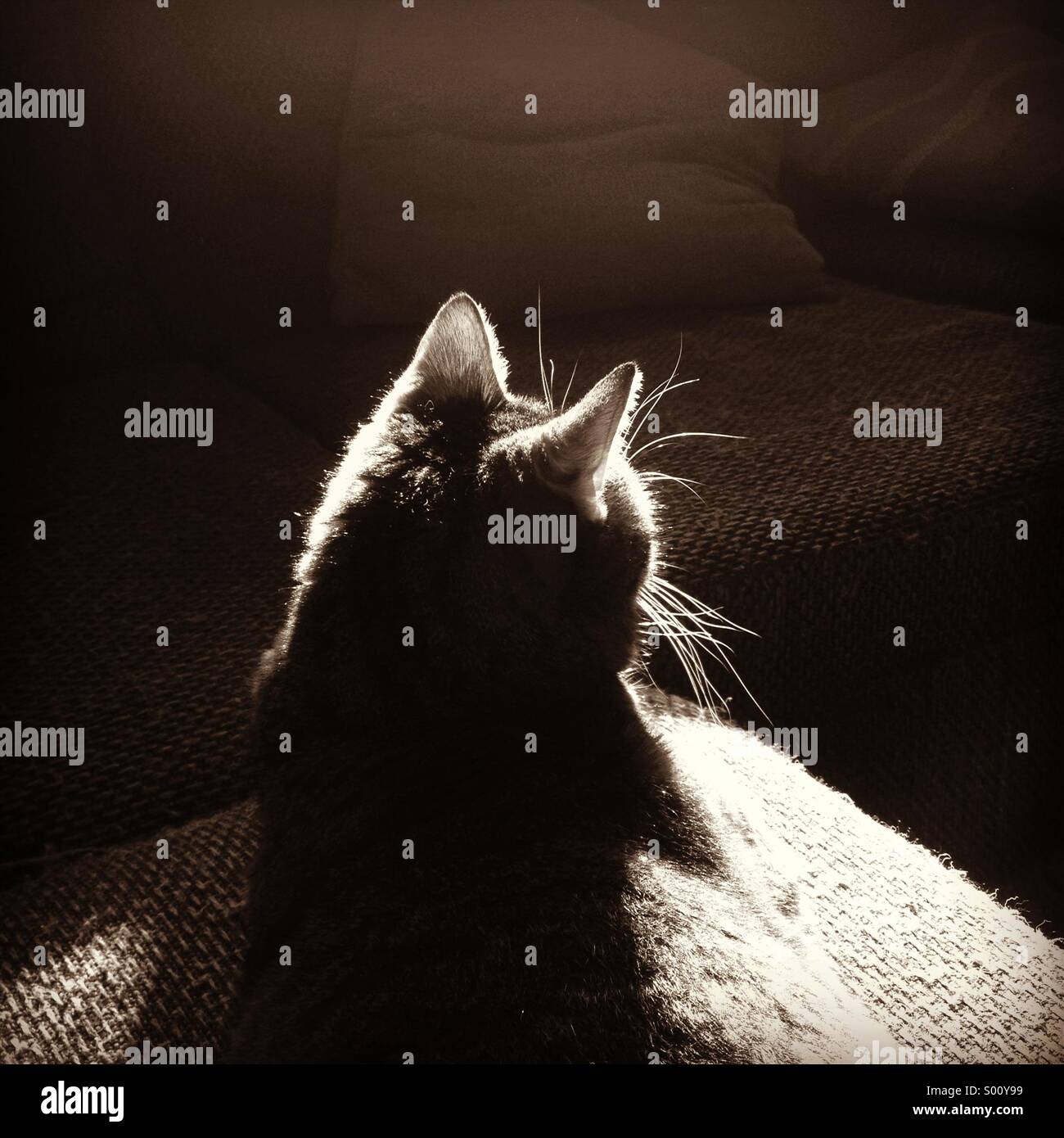 Cat In Sun High Resolution Stock Photography and Images - Alamy
