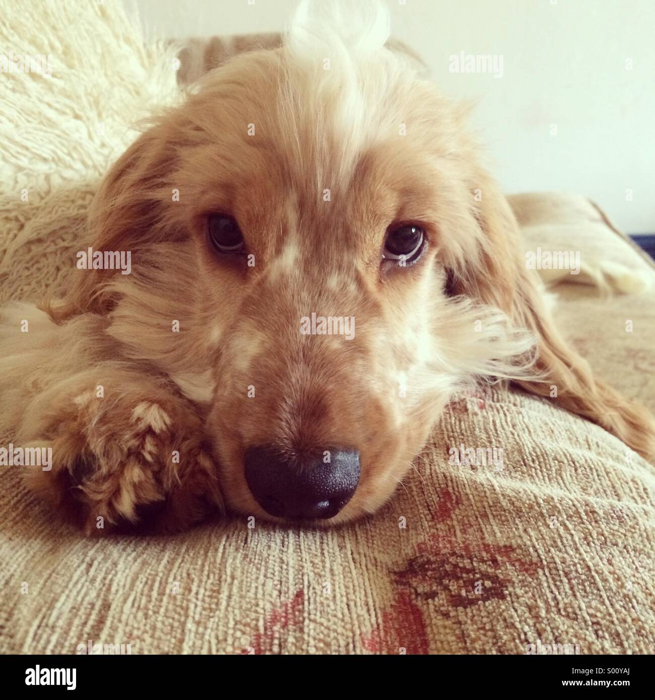 Puppy with long nose hi-res stock photography and images - Alamy