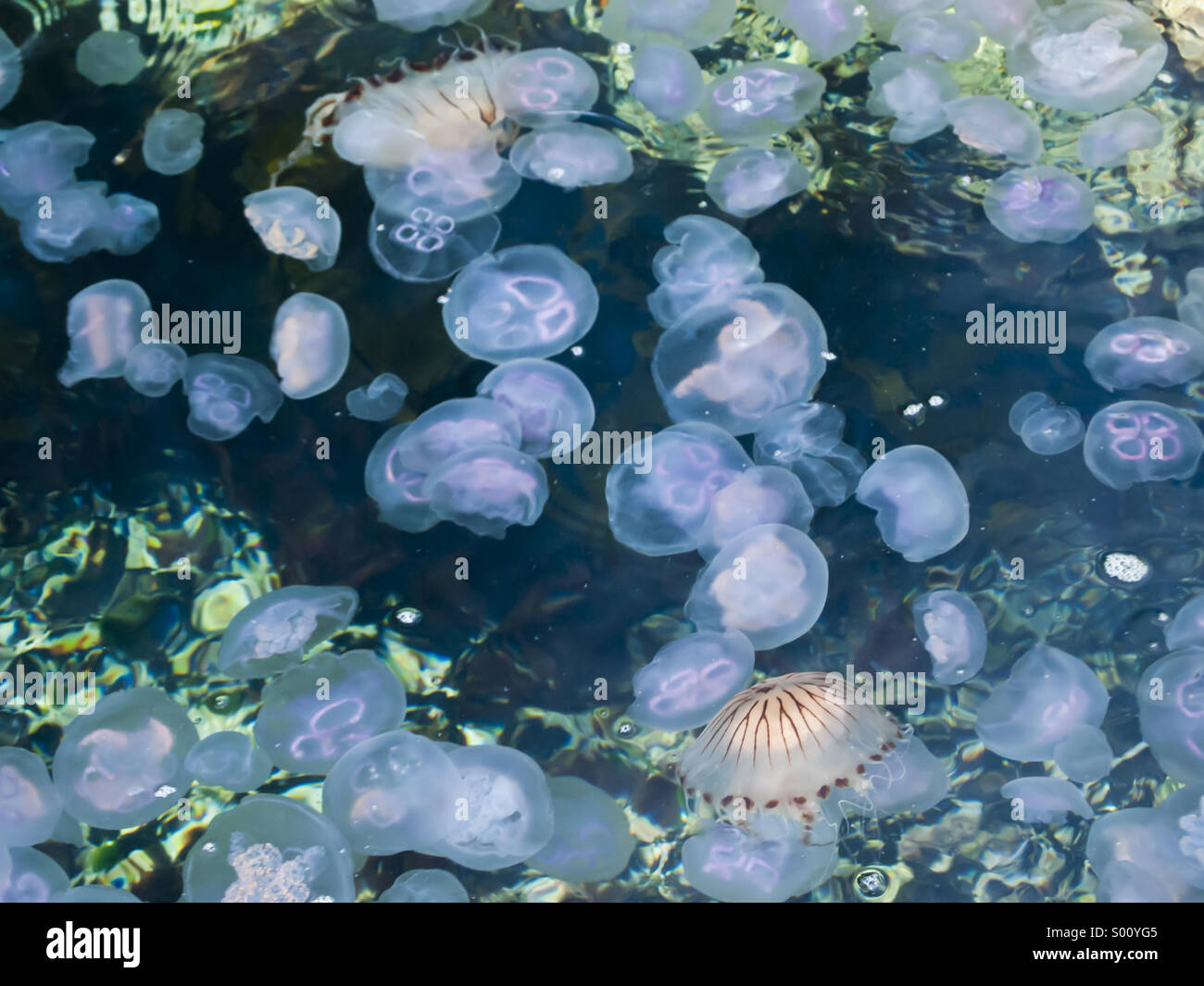 Irish jellyfish hi-res stock photography and images - Alamy