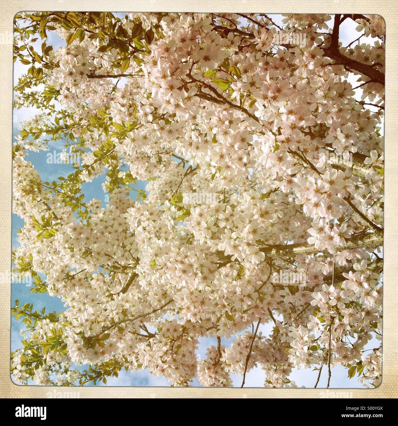 Blossom at spring hi-res stock photography and images - Alamy