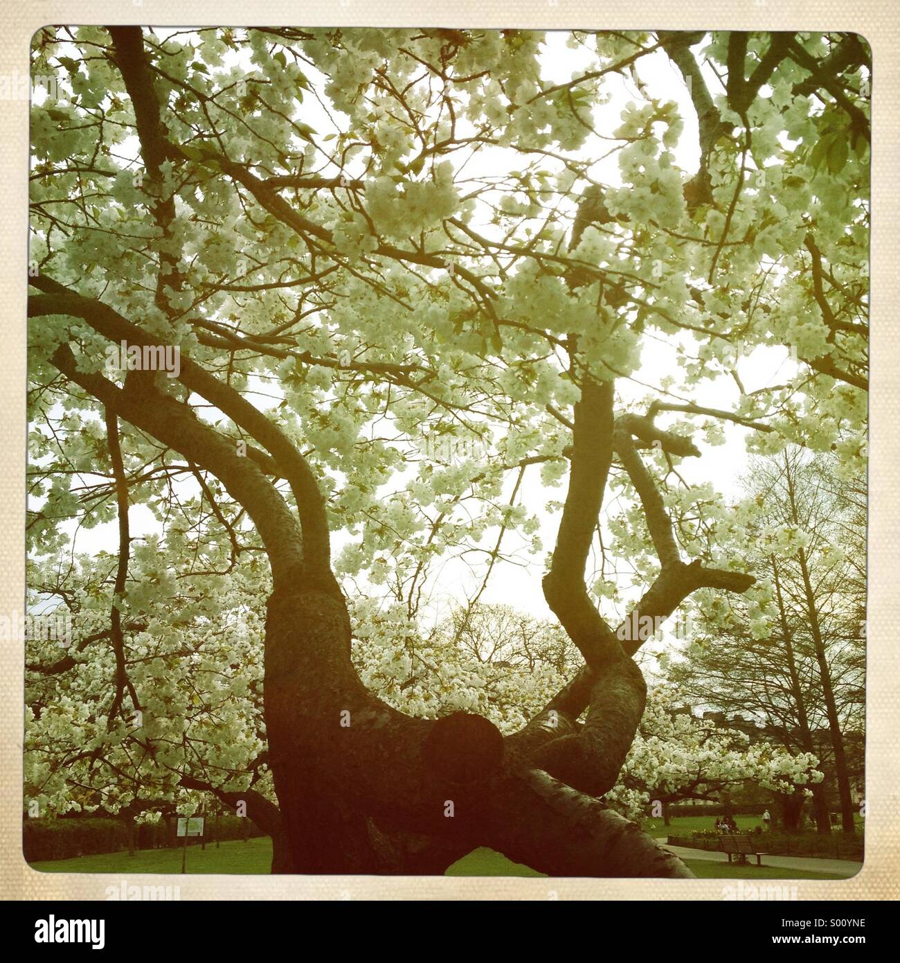 Blossom tree white hi-res stock photography and images - Alamy