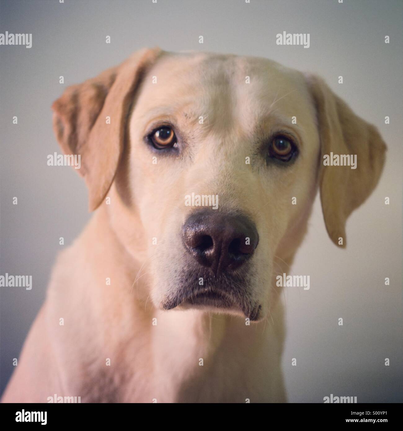 Labrador re hi-res stock photography and images - Alamy