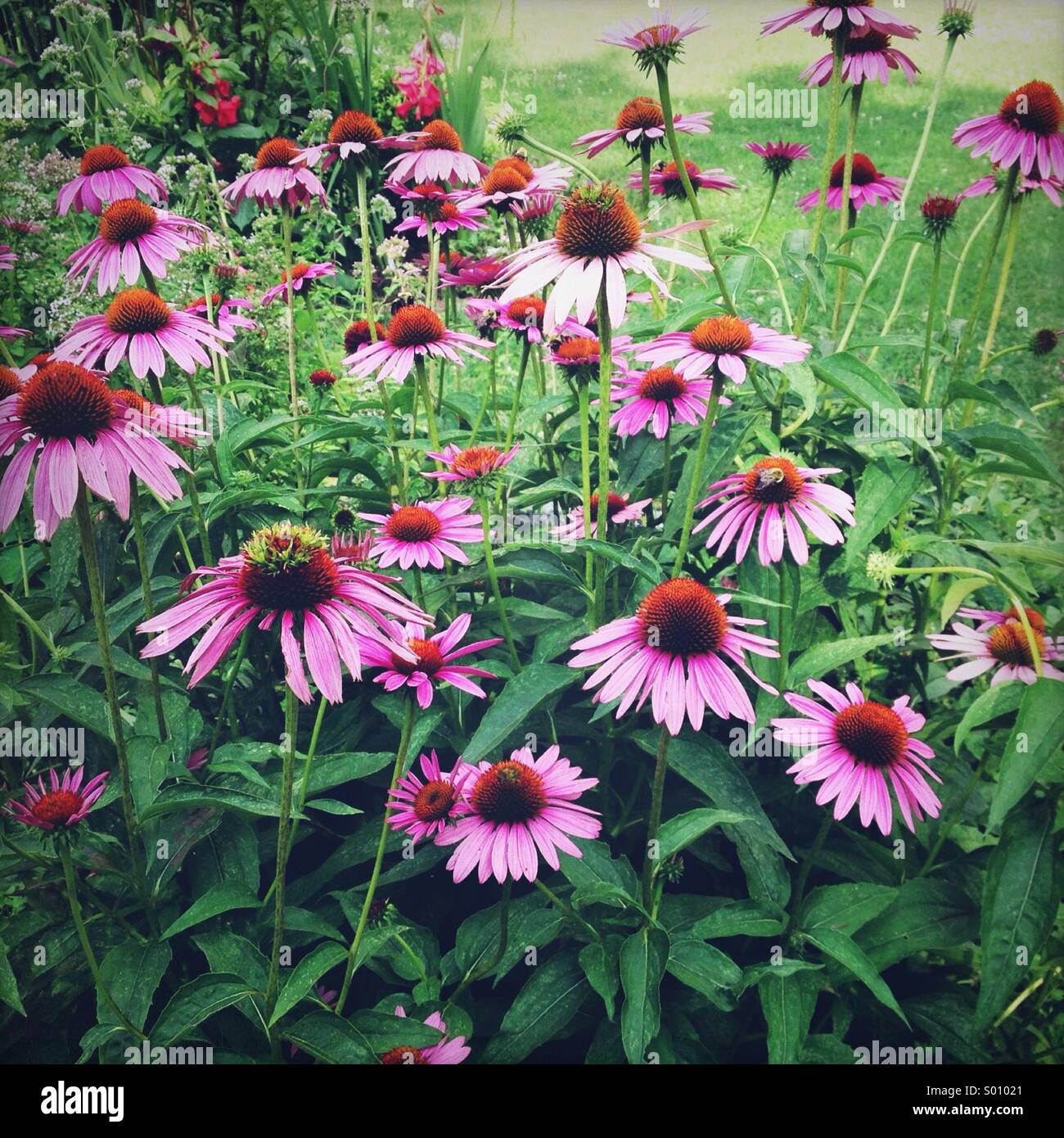 Echinacea cone flower Stock Photo - Alamy