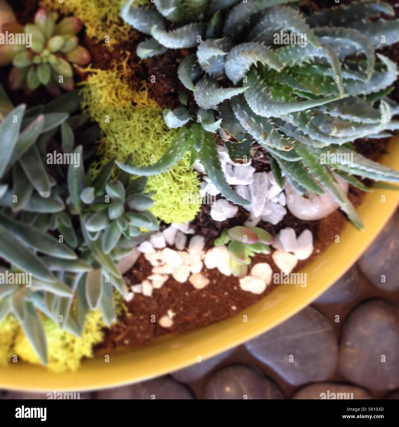 Cacti planter hi-res stock photography and images - Alamy