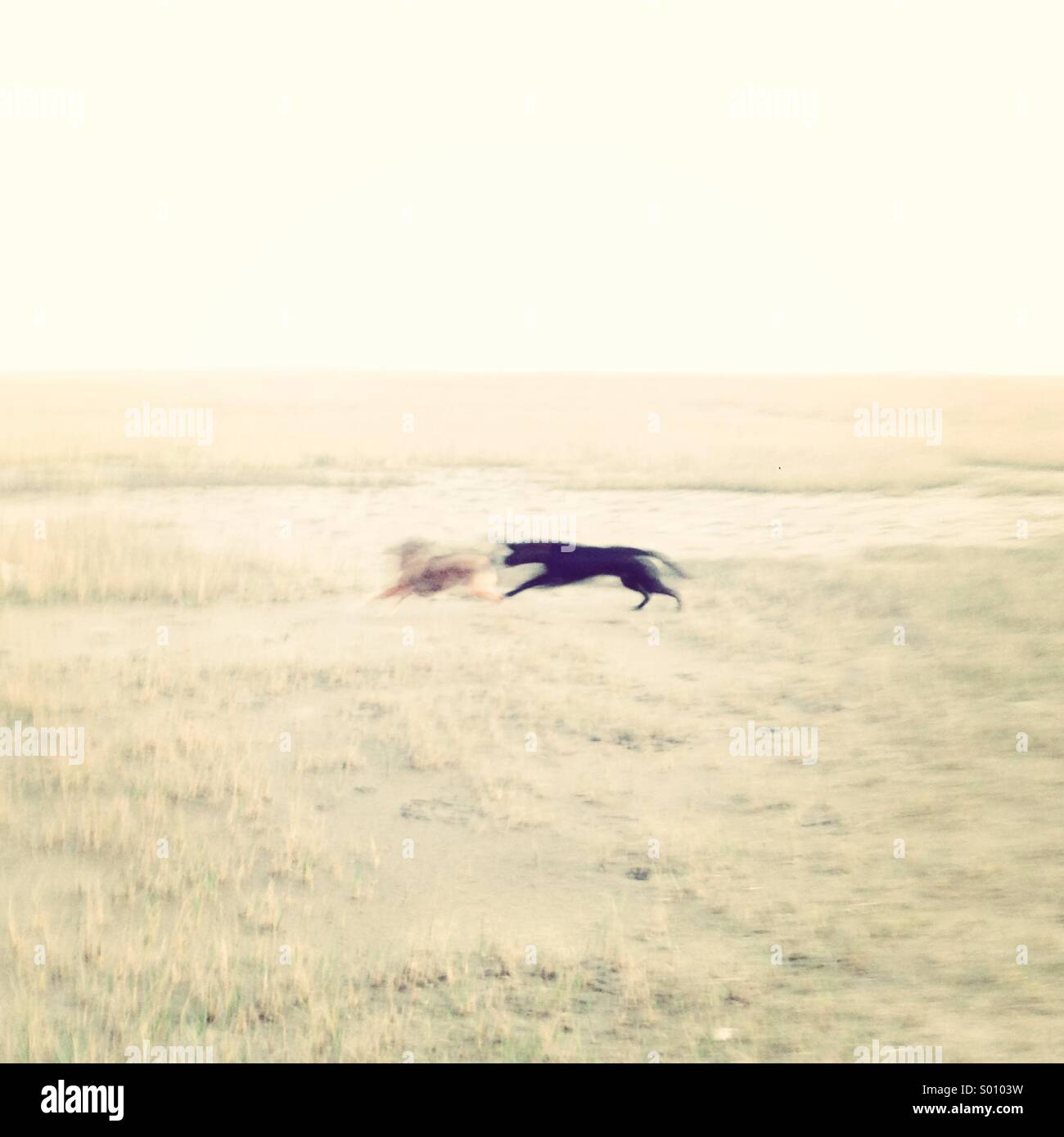 Panther chasing hi-res stock photography and images - Alamy