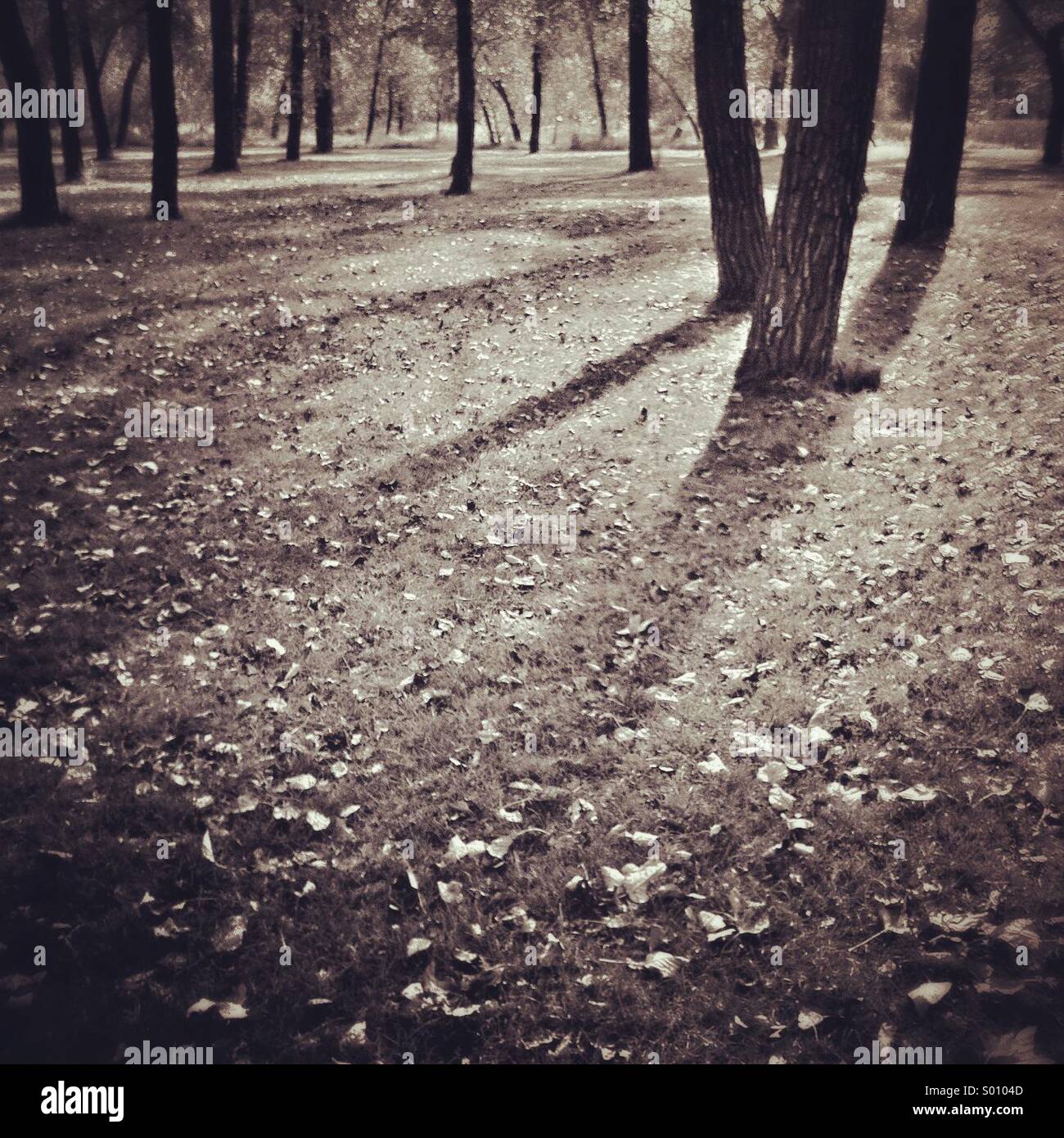 Trees and shadows in park Stock Photo - Alamy