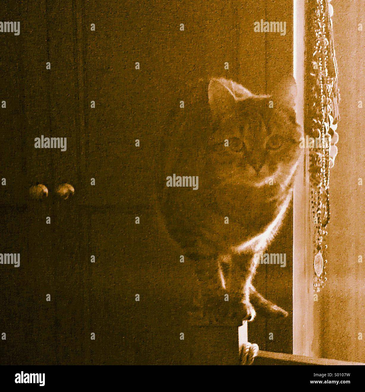 Cat balance hi-res stock photography and images - Alamy