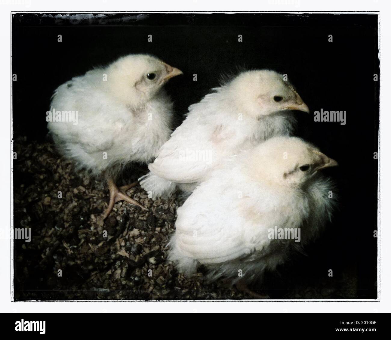 One week old chicken hi-res stock photography and images - Alamy