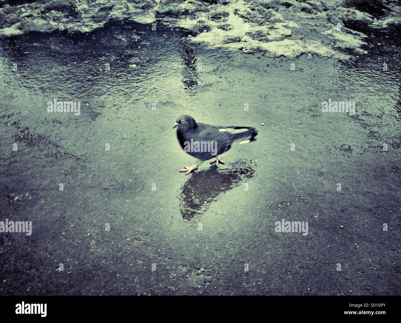 Pigeon Alone High Resolution Stock Photography and Images - Alamy