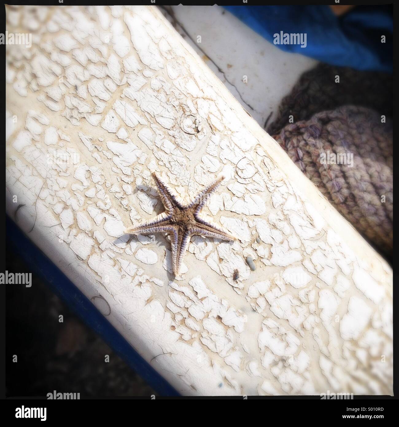 Dried starfish hi-res stock photography and images - Alamy