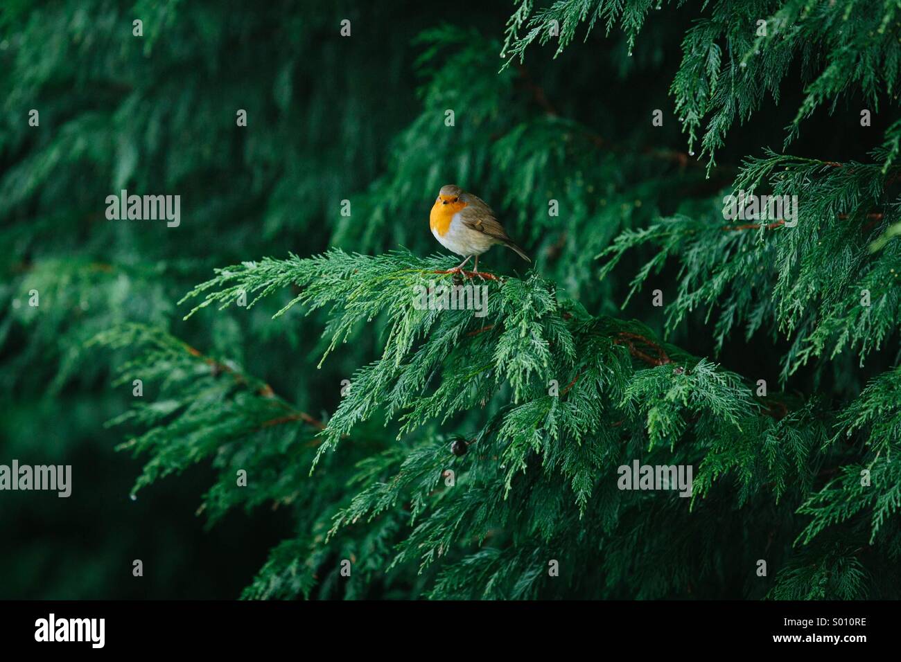 Robin redbreast on a tree Stock Photo - Alamy