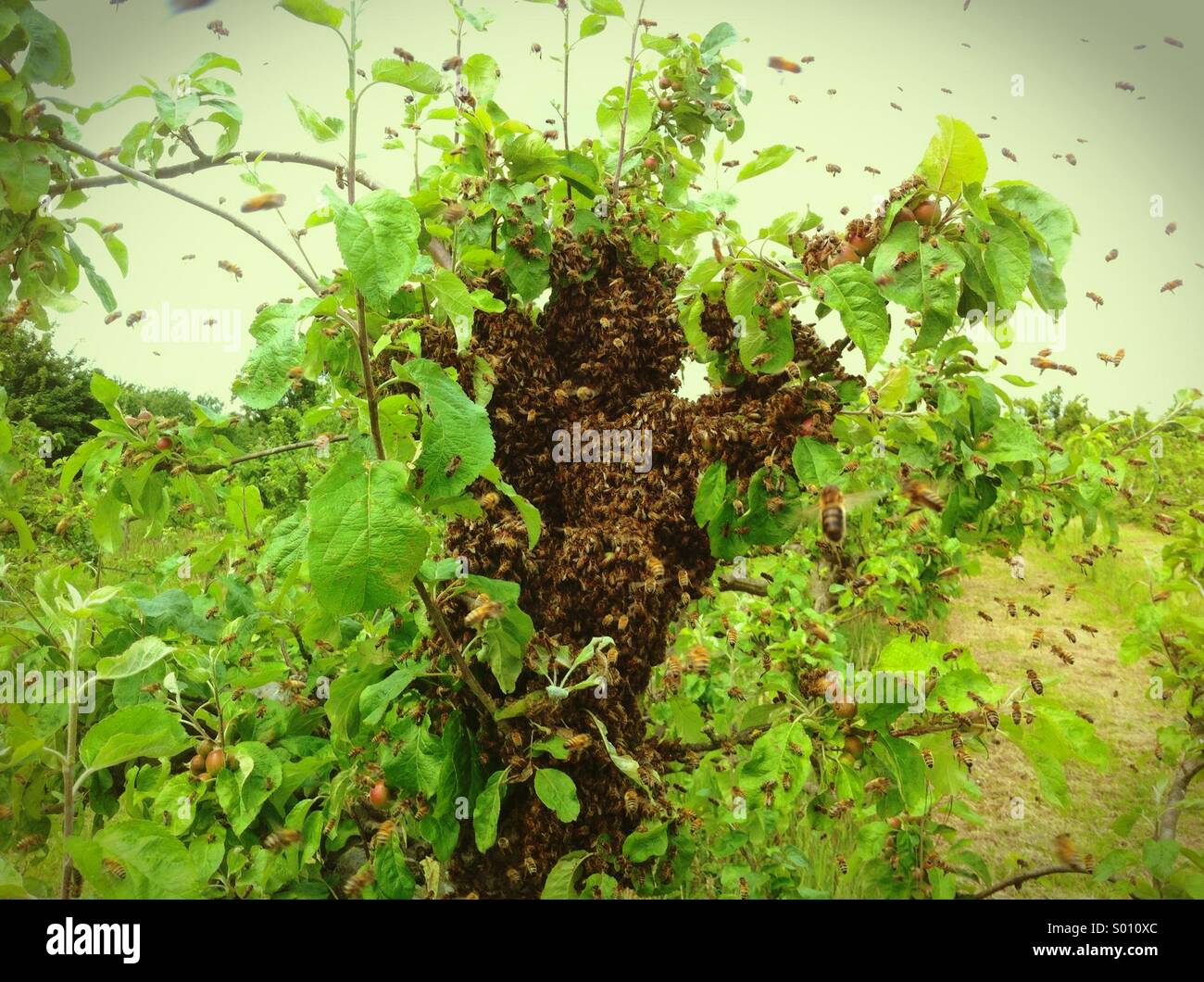 Mass of honey bees hi-res stock photography and images - Alamy