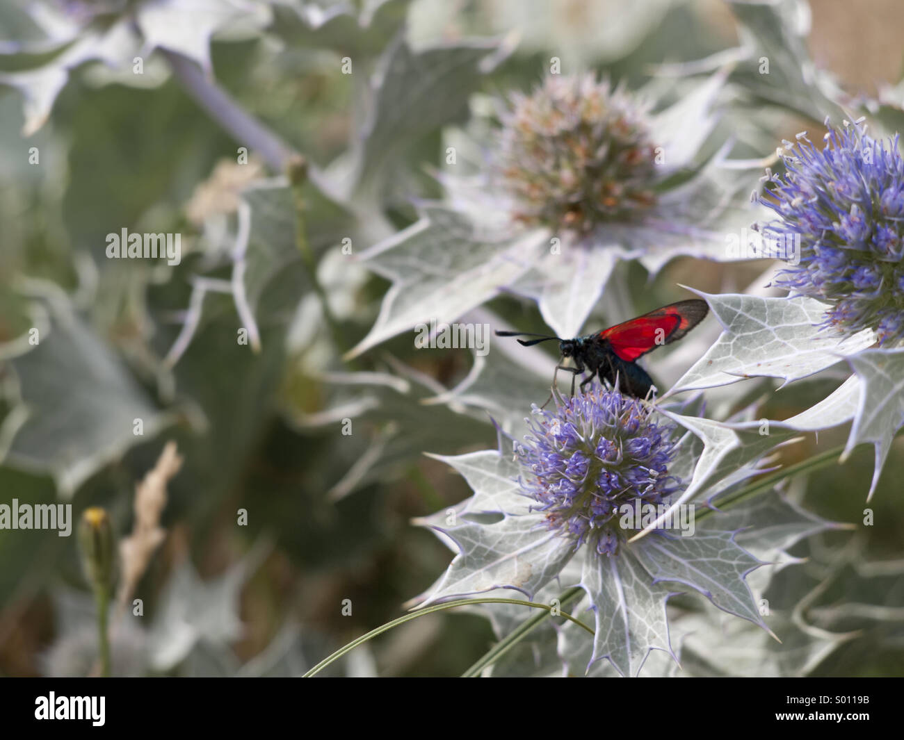 Cinnabar moth on sea holly Stock Photo - Alamy
