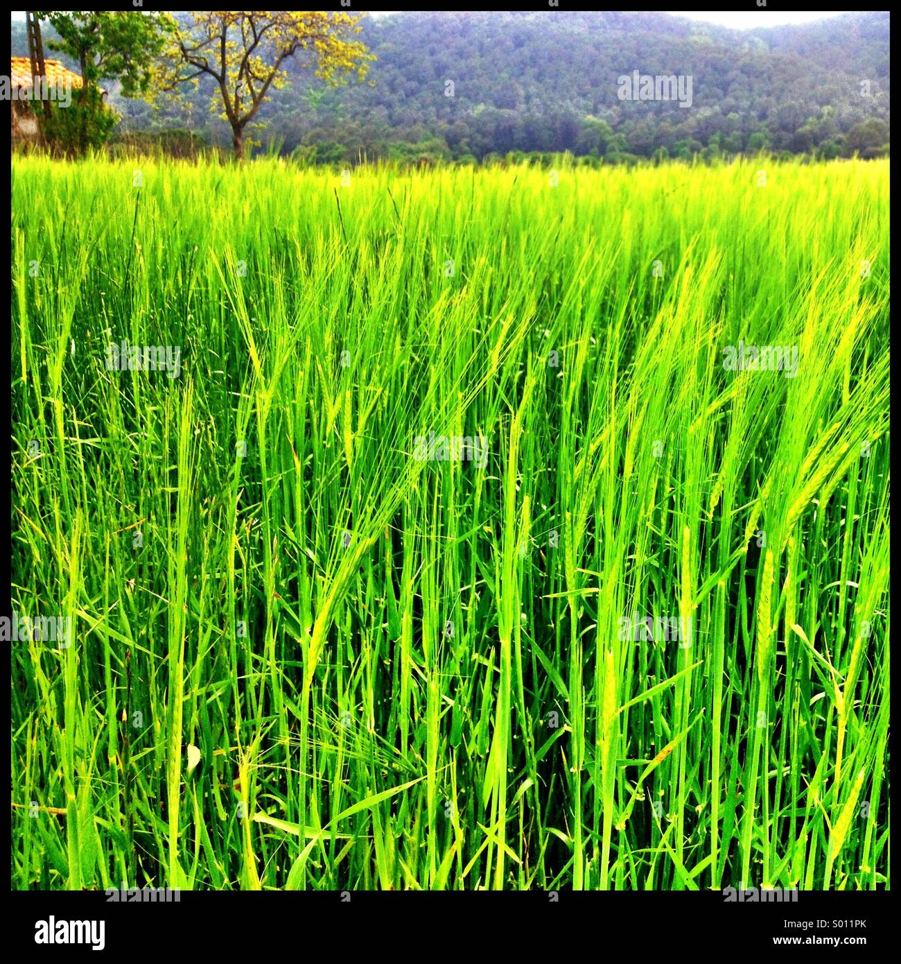 A green grass field Stock Photo - Alamy