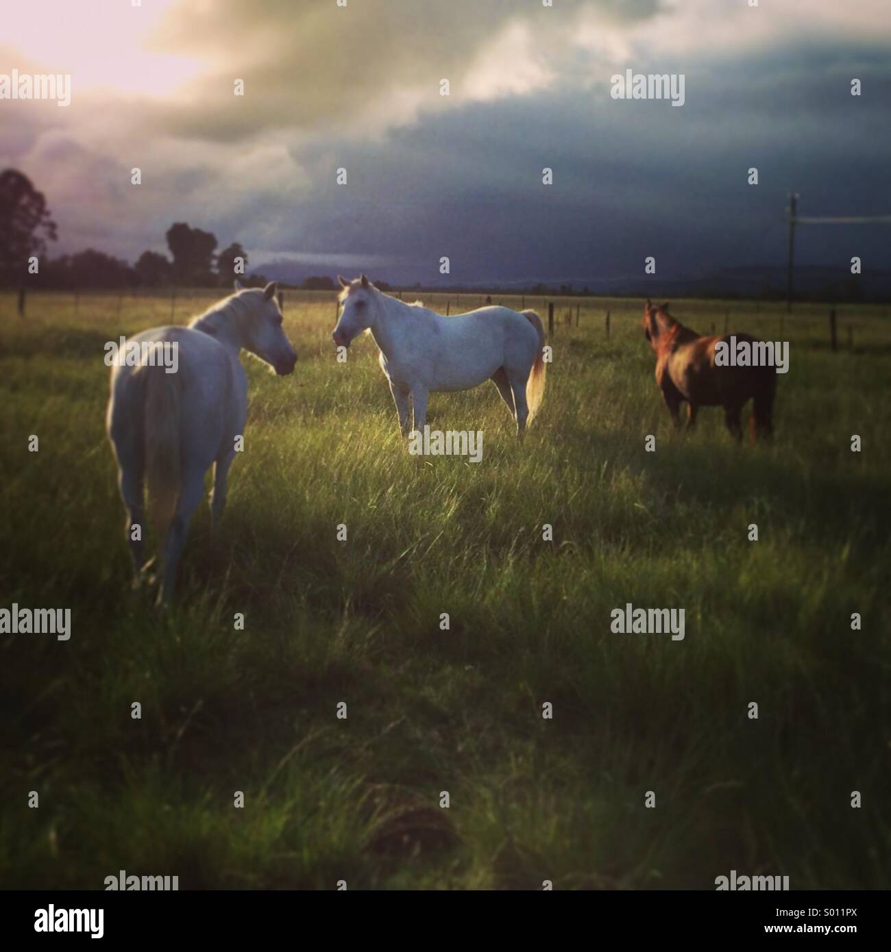 Horses in the field Stock Photo - Alamy