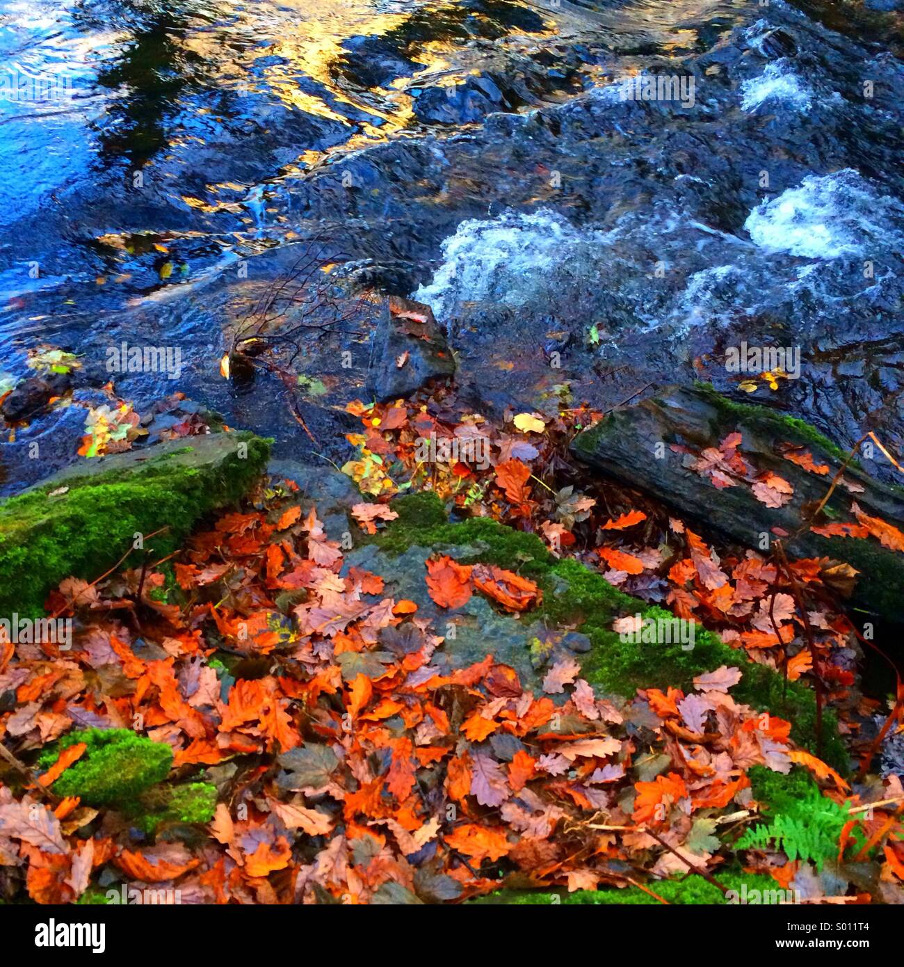 Autumn stream with leaves Stock Photo - Alamy