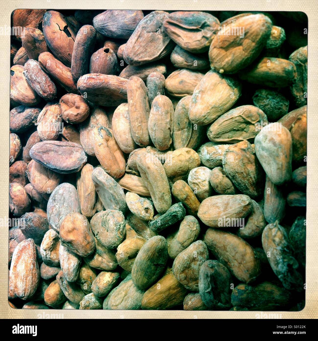 Cocoa seeds in Oaxaca, Mexico Stock Photo - Alamy